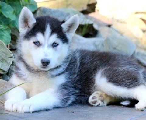 Gerberian Shepsky Puppies For Sale | Puppy Adoption | Keystone Puppies