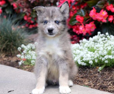 Pomsky Puppies For Sale | Puppy Adoption | Keystone Puppies