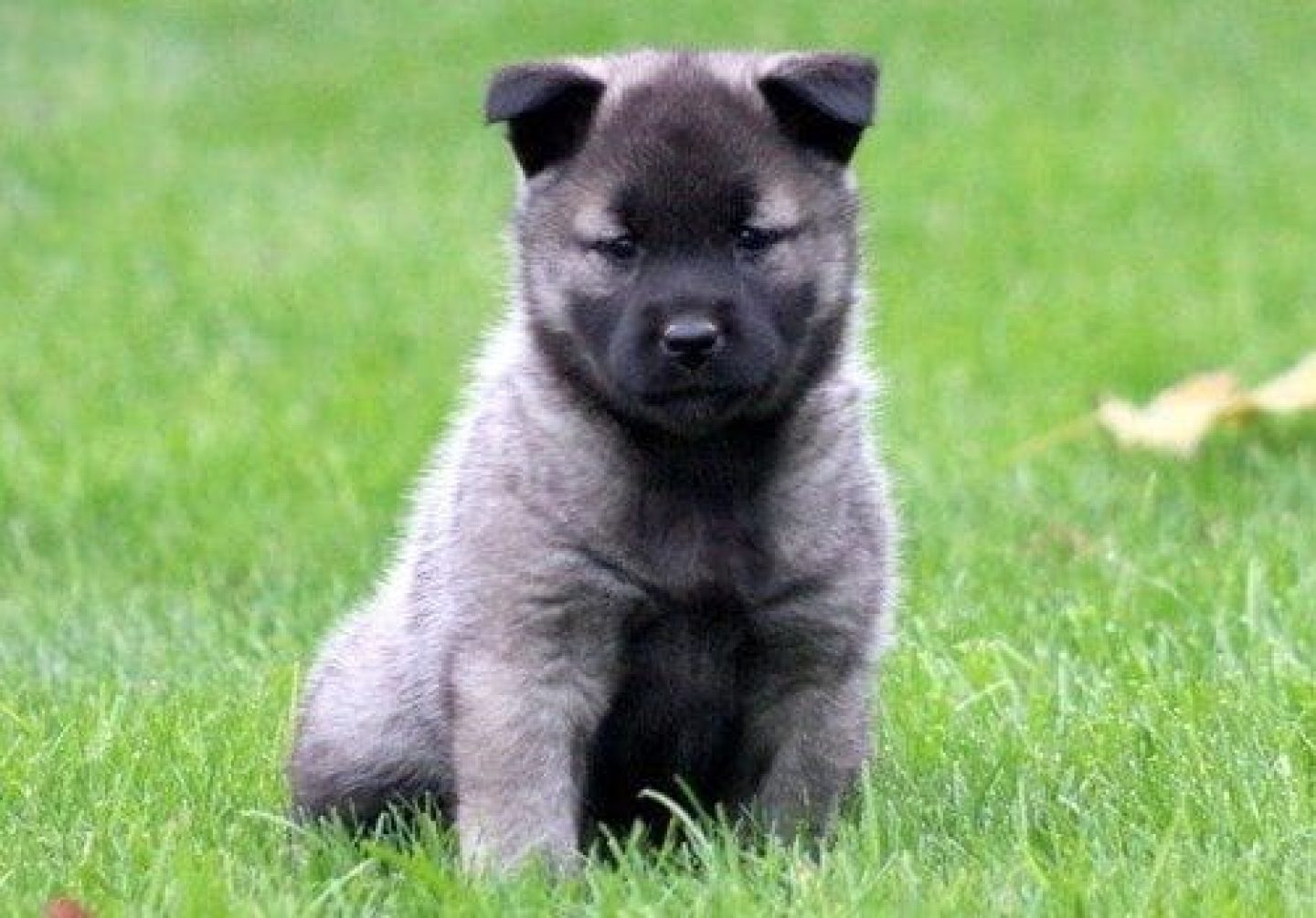 Norwegian Elkhound Mix Puppies For Sale | Keystone Puppies