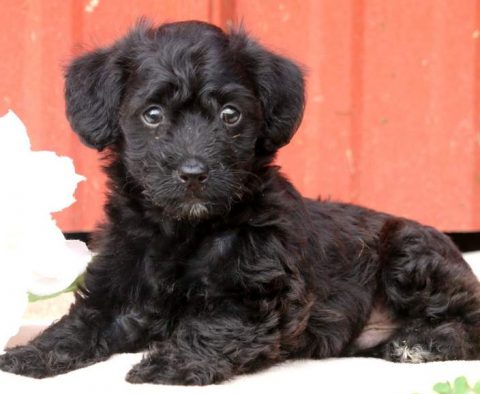 Jackapoo Puppies For Sale | Puppy Adoption | Keystone Puppies