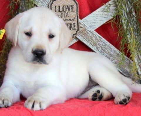 Labrador Retriever - English Cream Puppies For Sale | Puppy Adoption ...