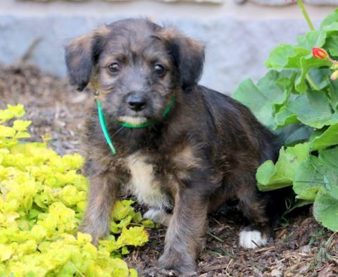 Jackapoo Puppies For Sale | Puppy Adoption | Keystone Puppies