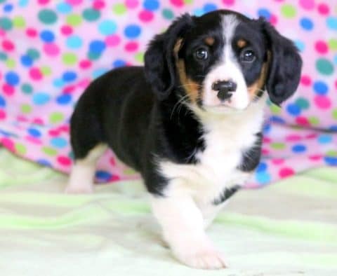 Cavalier Mix Puppies For Sale | Puppy Adoption | Keystone Puppies