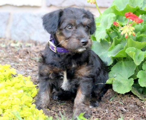Jackapoo Puppies for Sale - Keystone Puppies
