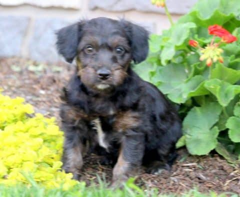 Meet Jackapoo Puppies for Sale - Keystone Puppies