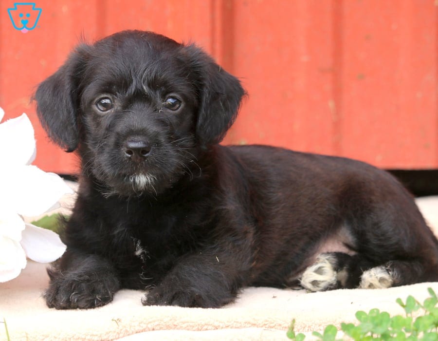 Pluto | Jackapoo Puppy For Sale | Keystone Puppies