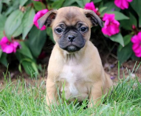 Jug Puppies For Sale | Puppy Adoption | Keystone Puppies