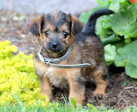 Meet Jackapoo Puppies for Sale - Keystone Puppies