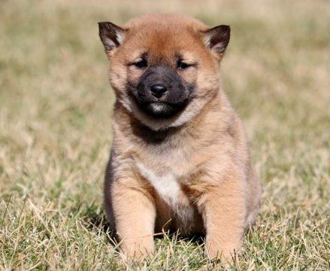Shiba Inu Puppies for Sale - Keystone Puppies
