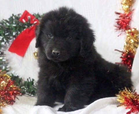 Newfoundland Puppies for Sale - Keystone Puppies