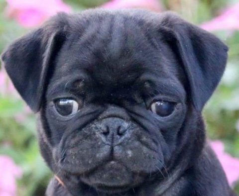 Pug Puppies For Sale | Puppy Adoption | Keystone Puppies