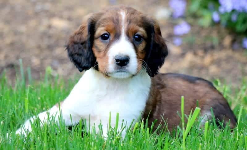 English Springer Spaniel Mix Puppies For Sale