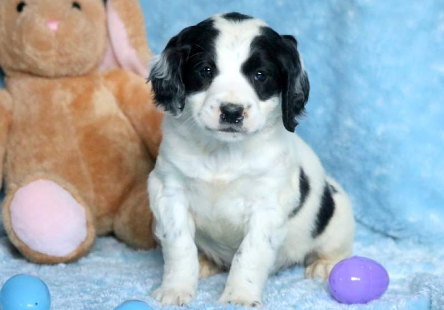 Springador Puppies For Sale | Keystone Puppies