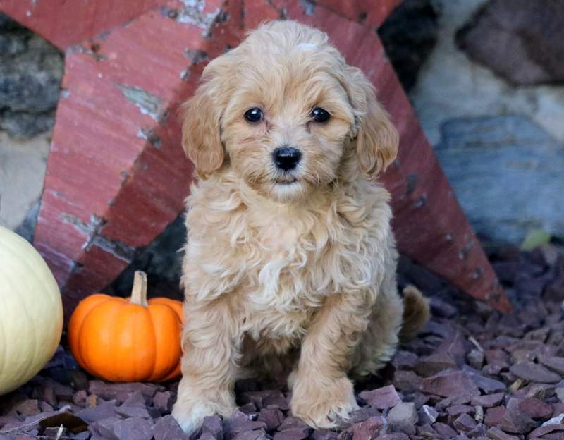 Star | Havapoo Puppy For Sale | Keystone Puppies