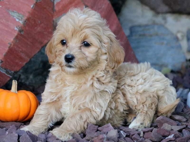 Star | Havapoo Puppy For Sale | Keystone Puppies