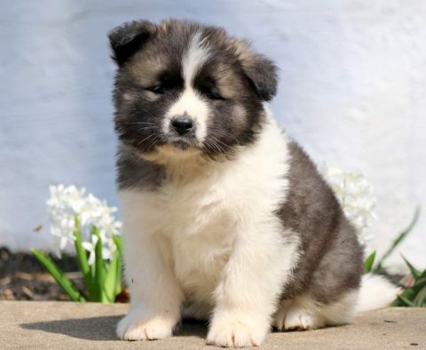 Akita Puppies for Sale - Keystone Puppies