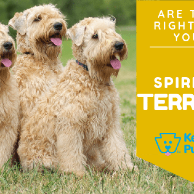 Boston Terrier Puppies for Sale - Keystone Puppies