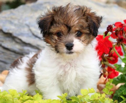 Havapoo Puppies for Sale - Keystone Puppies