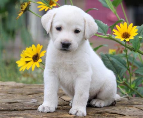 English Cream Lab Puppies for Sale - Keystone Puppies