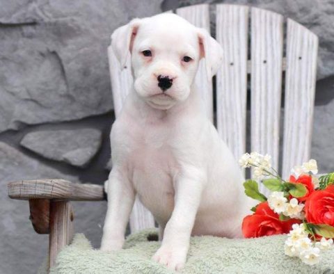 Boxer Puppies For Sale | Puppy Adoption | Keystone Puppies