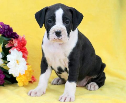 Boxer Puppies For Sale | Puppy Adoption | Keystone Puppies