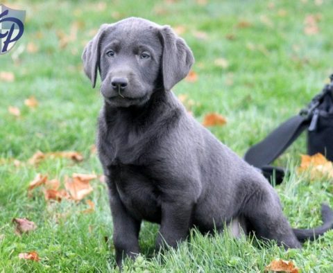 Charcoal Lab Puppies for Sale - Keystone Puppies