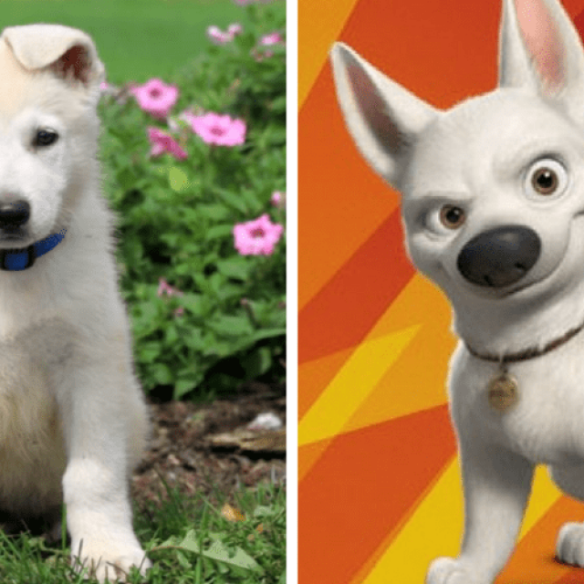 Golden Retriever Puppies for Sale - Keystone Puppies