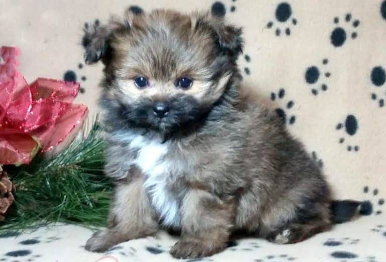 Yorkie Pom Puppies For Sale | Keystone Puppies