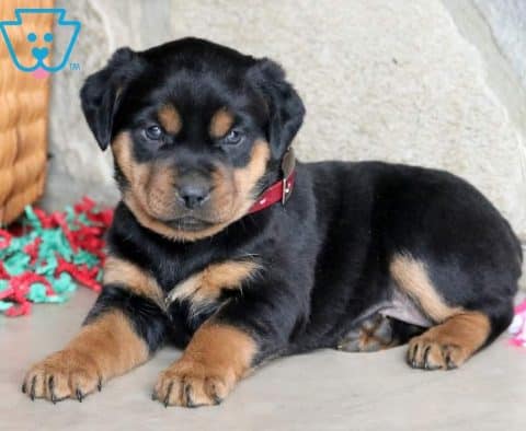 Mini Rottweiler Puppies for Sale - Keystone Puppies