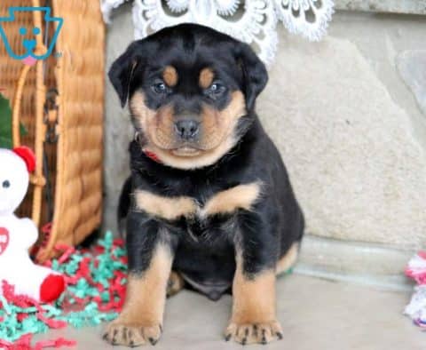 Mini Rottweiler Puppies for Sale - Keystone Puppies