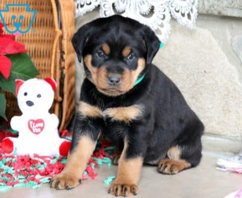 Mini Rottweiler Puppies for Sale - Keystone Puppies