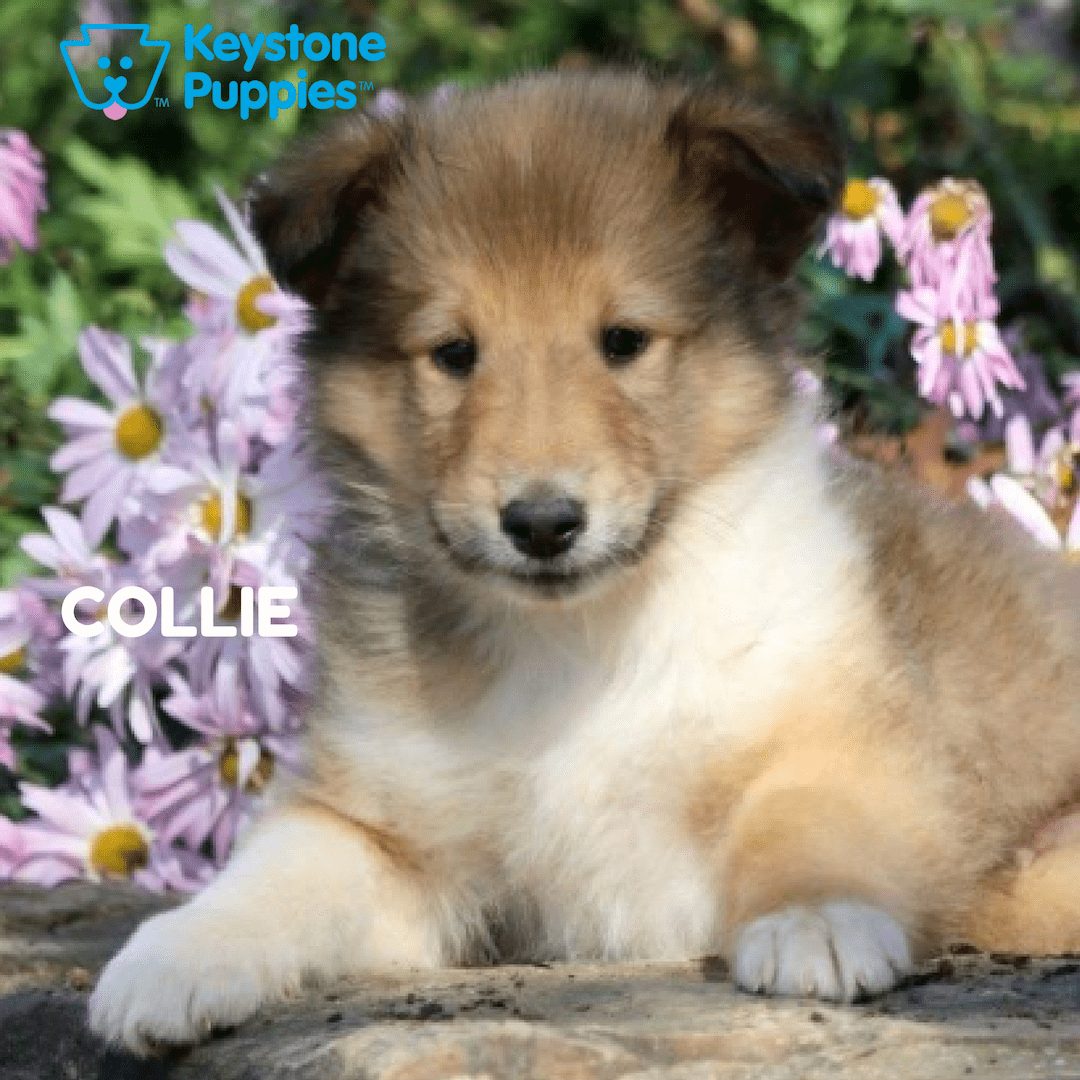 Herding Breeds - Are They Right for You? | Keystone Puppies