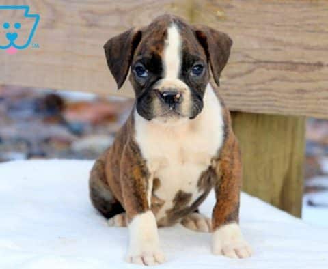 Boxer Puppies For Sale | Puppy Adoption | Keystone Puppies