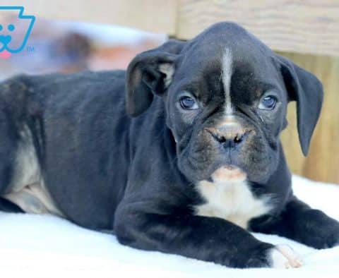 Boxer Puppies For Sale | Puppy Adoption | Keystone Puppies