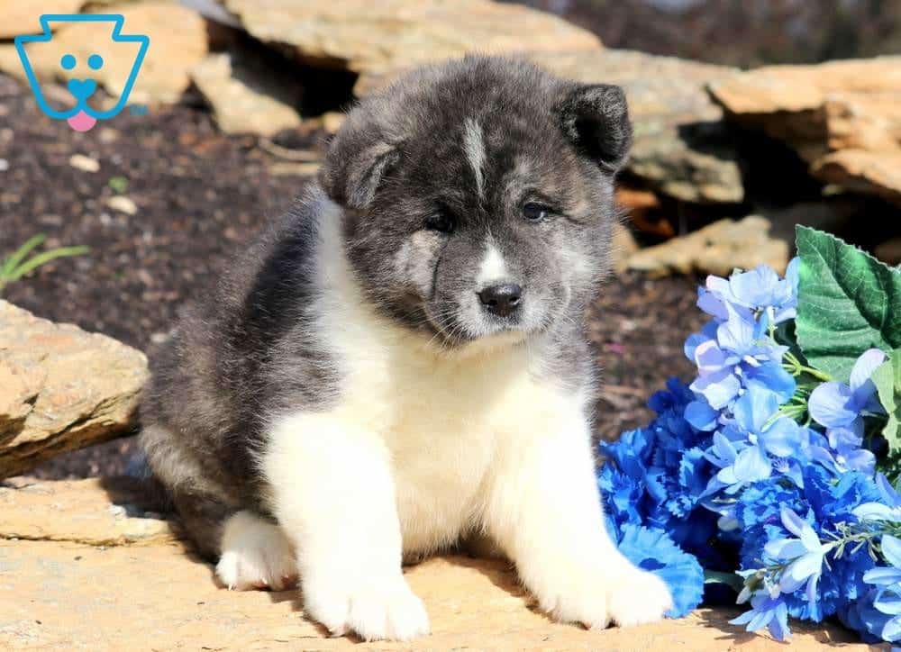 What Is Hulk The Dog Mixed With