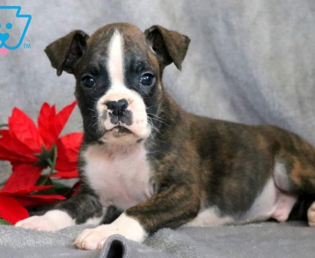 Boxer Puppies For Sale | Puppy Adoption | Keystone Puppies