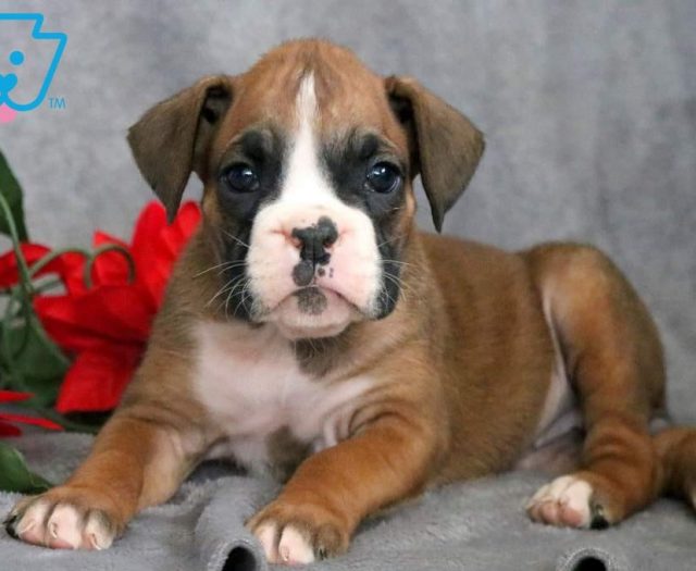 Boxer Puppies For Sale | Puppy Adoption | Keystone Puppies