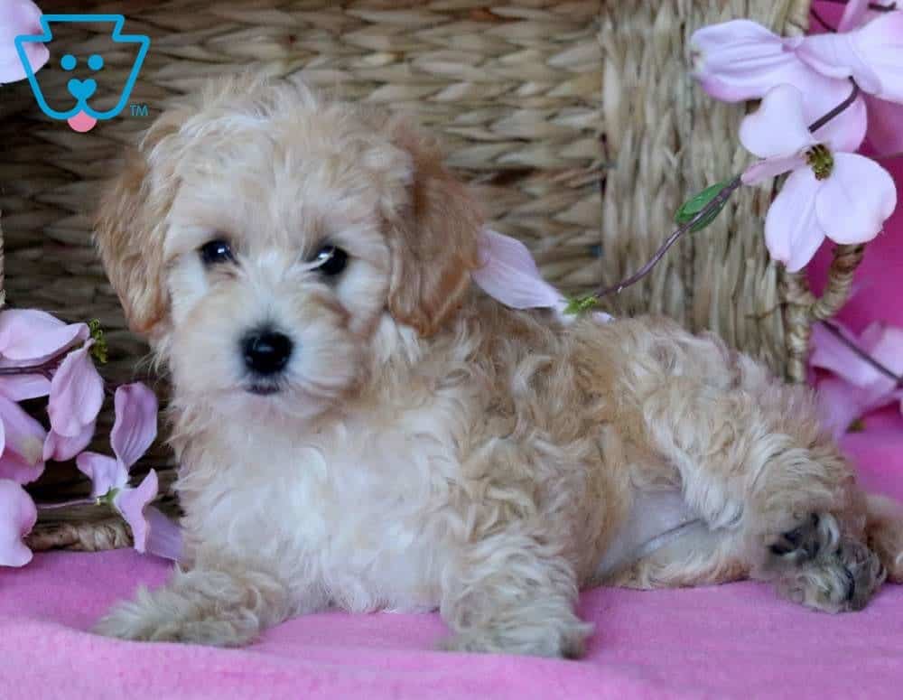 Teacup Havanese Poodle