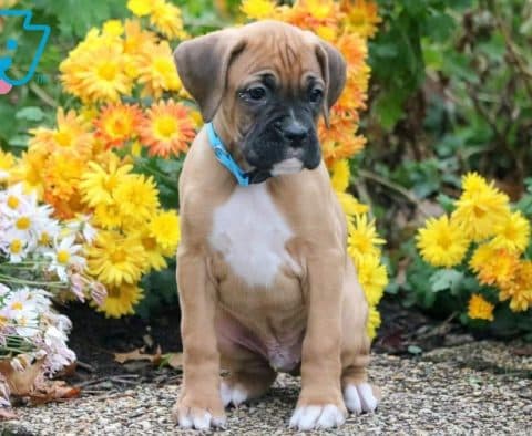 Boxer Puppies For Sale | Puppy Adoption | Keystone Puppies