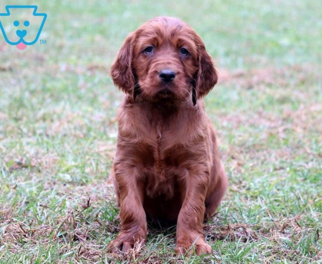 Irish Setter Puppies For Sale | Puppy Adoption | Keystone Puppies