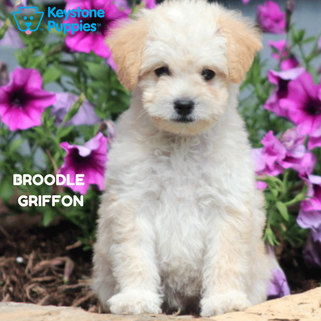 The Tiniest Dog Breeds | Keystone Puppies