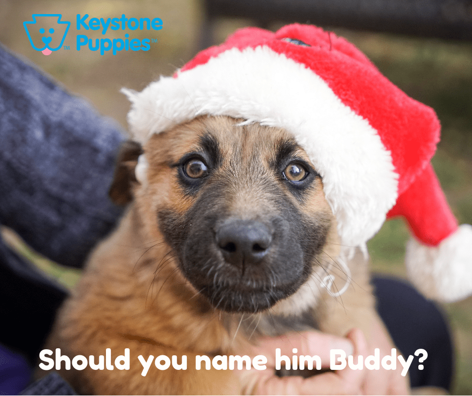 Holiday Dog Names for Your Pup | Keystone Puppies