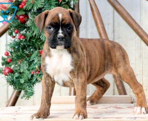 Boxer Puppies For Sale | Puppy Adoption | Keystone Puppies