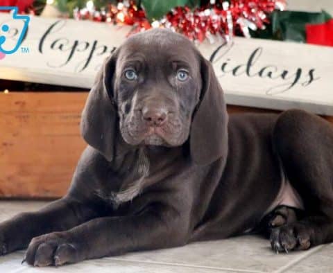 German Shorthaired Pointer Puppies For Sale | Puppy Adoption | Keystone ...