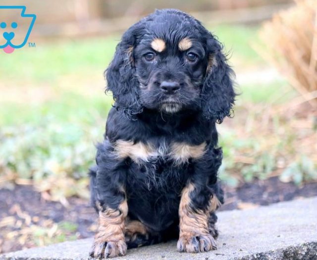 Cocker Spaniel Puppies For Sale | Puppy Adoption | Keystone Puppies