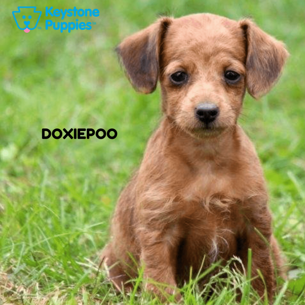 The Tiniest Dog Breeds | Keystone Puppies