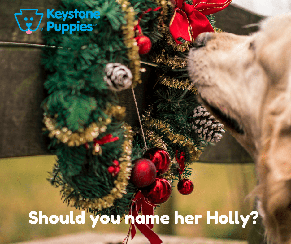 Holiday Dog Names for Your Pup | Keystone Puppies