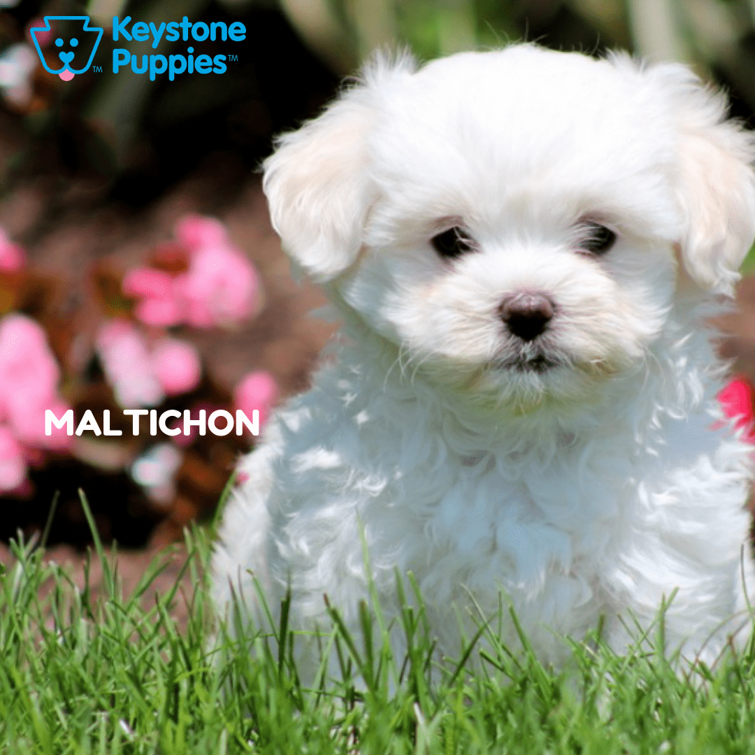 The Tiniest Dog Breeds | Keystone Puppies