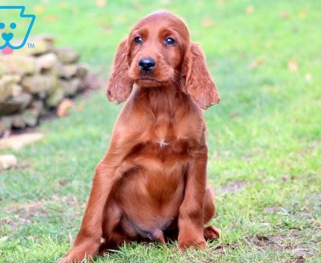 Irish Setter Puppies For Sale | Puppy Adoption | Keystone Puppies