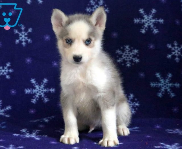 Pomsky Puppies For Sale | Puppy Adoption | Keystone Puppies